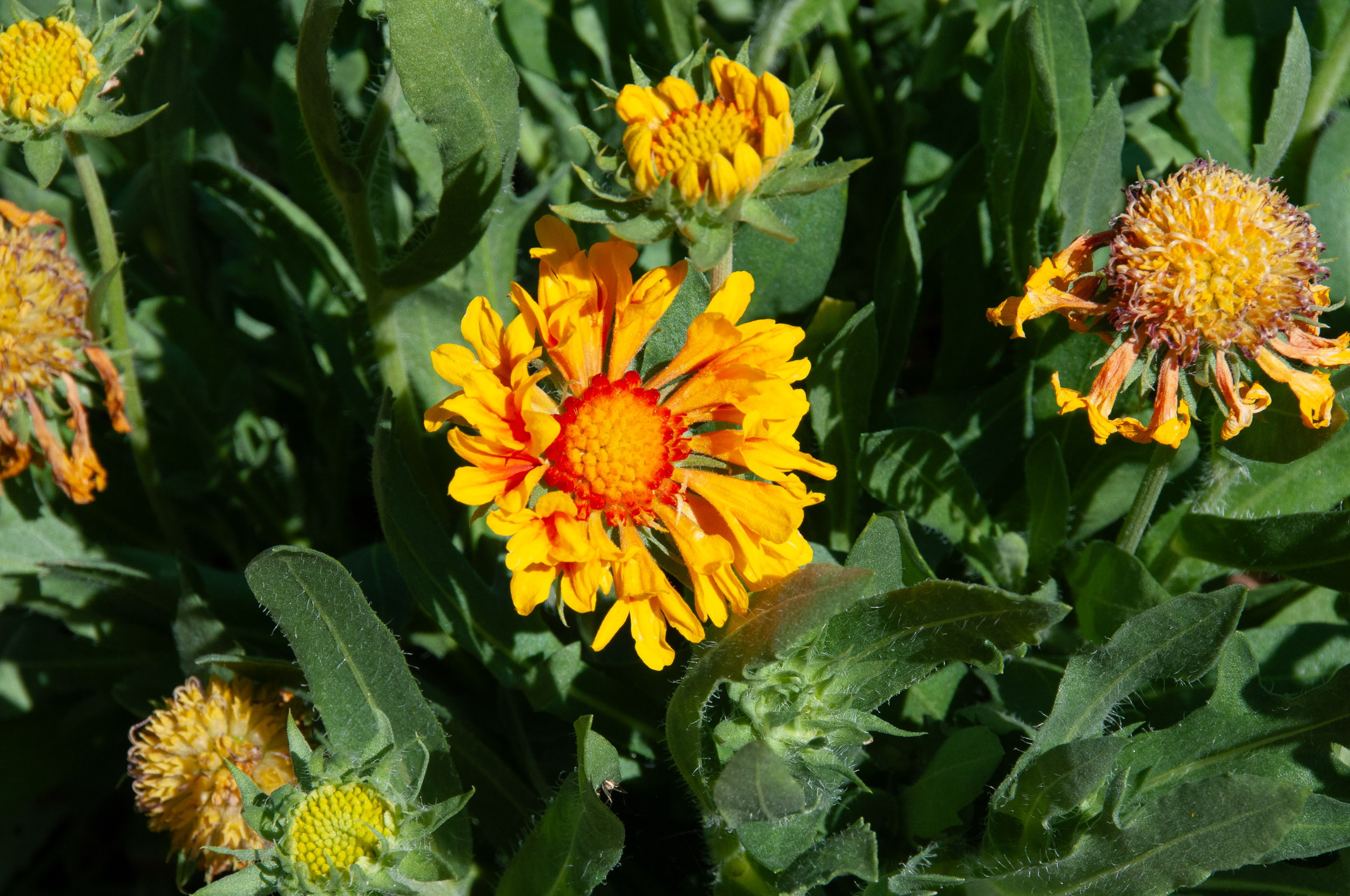 Gaillardia × grandiflora (Blanket flower)